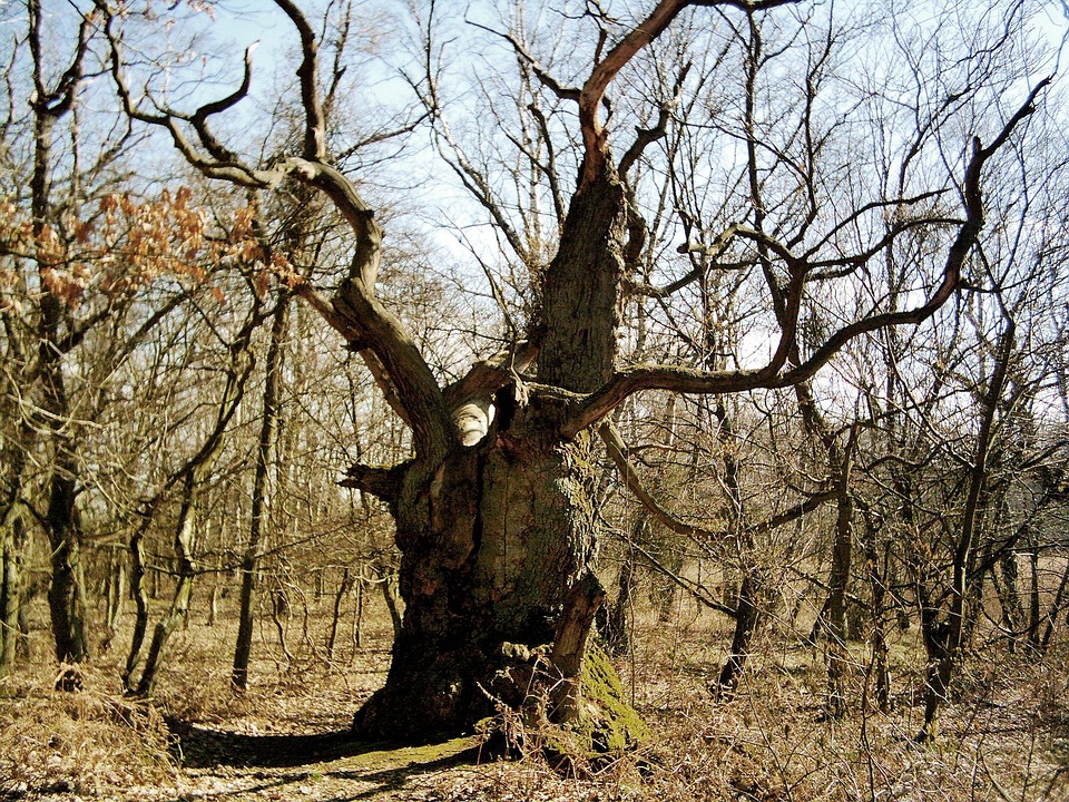 Alter Baum Ostsee Rügen - Kostenloses Foto auf Pixabay