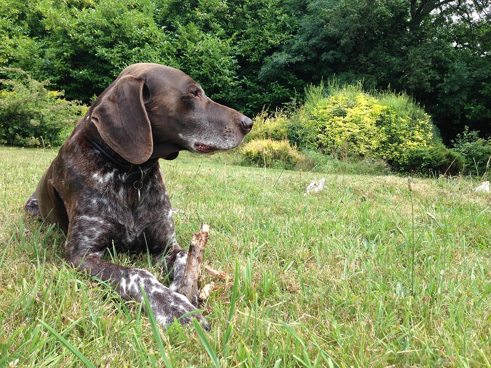 Dog Outdoor Pet - Free photo on Pixabay - Pixabay