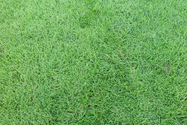 Rumput Hijau Halaman - Foto gratis di Pixabay