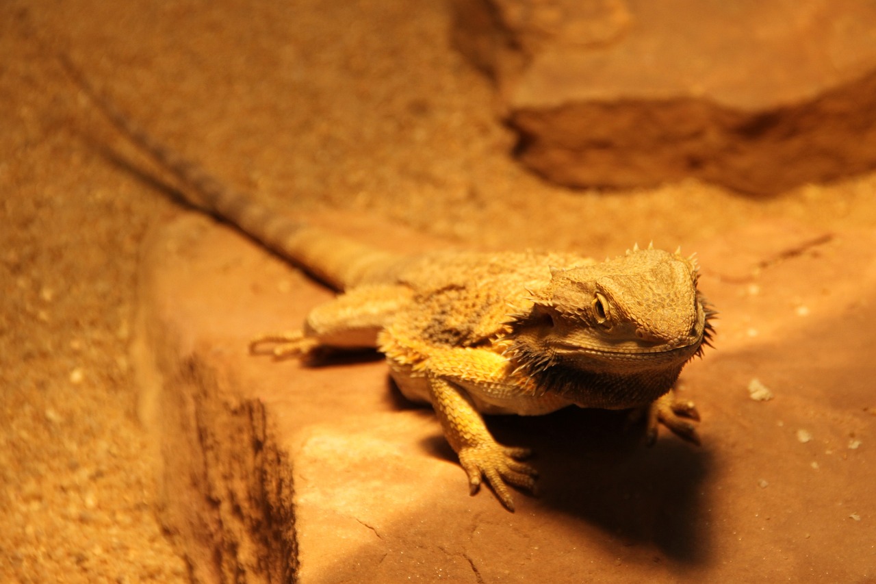 400+ Free Væg Gekko & Gecko Photos - Pixabay