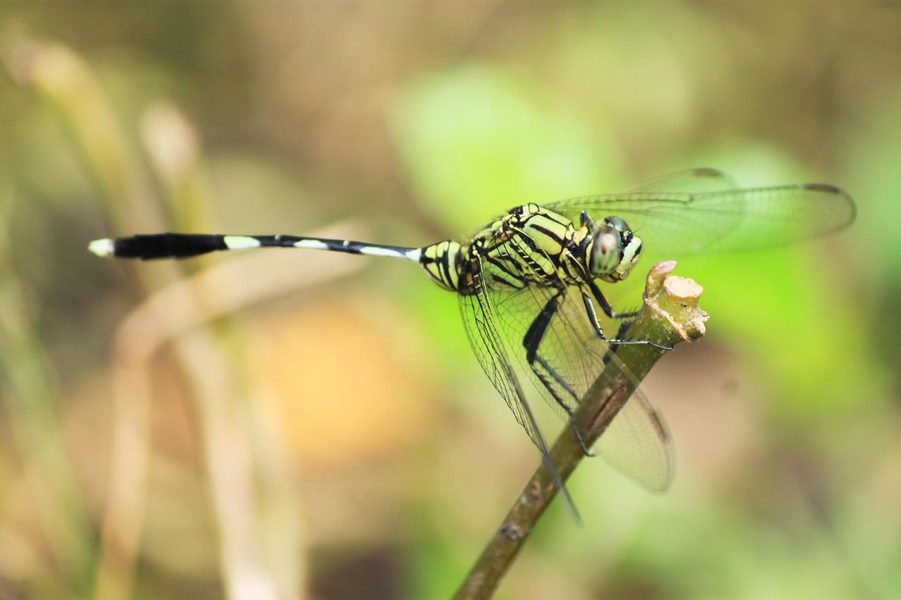 Buffalo Dragonfly Kinjeng Kebo - Free photo on Pixabay - Pixabay
