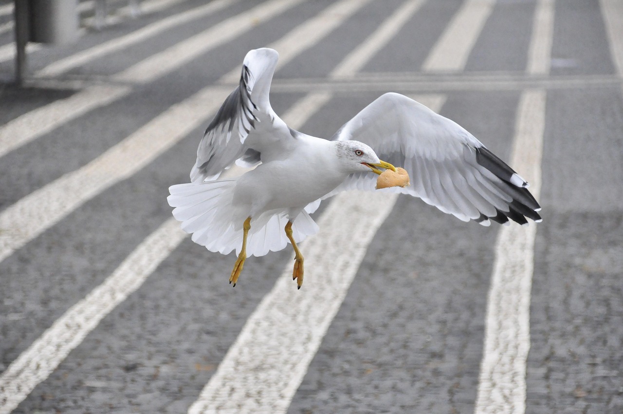 Sao Miguel Azores Seagull - Free photo on Pixabay - Pixabay