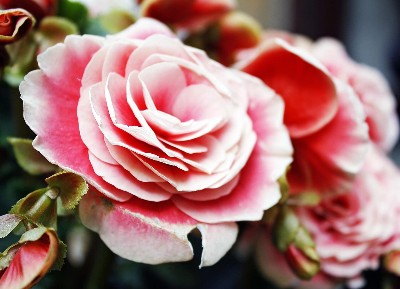Des Roses Rose - Photo gratuite sur Pixabay - Pixabay