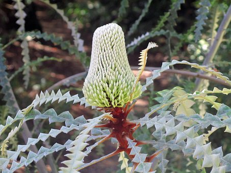 60+ Free Banksia & Flower Photos - Pixabay