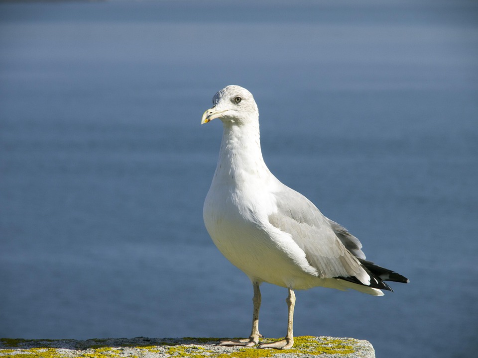 Mouette Oiseau - Photo gratuite sur Pixabay