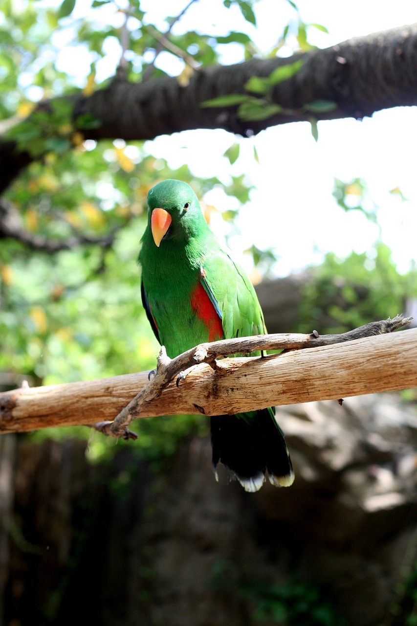 20+ Free Everland & Parrot Photos - Pixabay