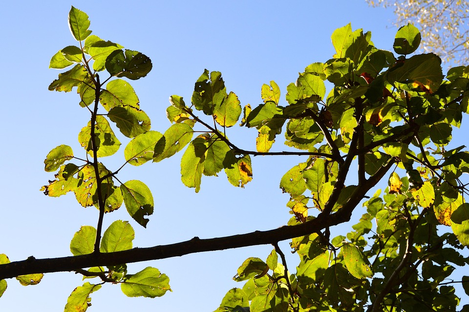 Feuilles Pommier Vert Lumière Du - Photo gratuite sur Pixabay