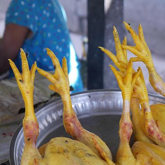 10+ Free Chicken Claw & Moorhen Photos - Pixabay