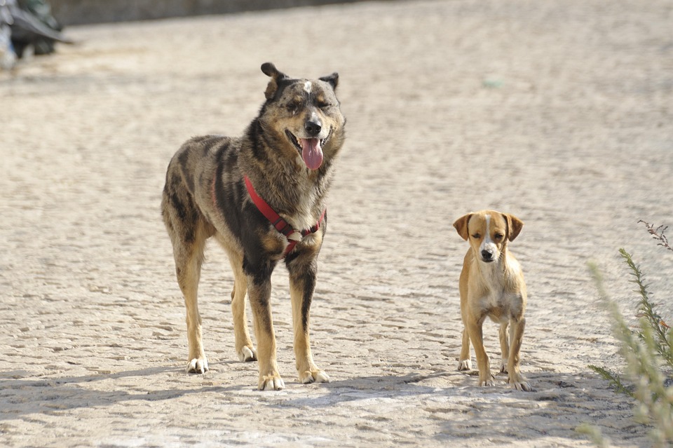 Streuner Hunde Größenvergleich - Kostenloses Foto auf Pixabay - Pixabay