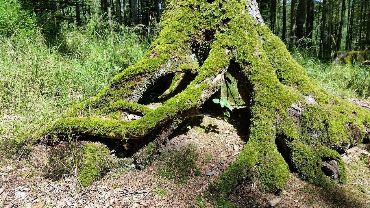 Tree Support Moss - Free photo on Pixabay - Pixabay