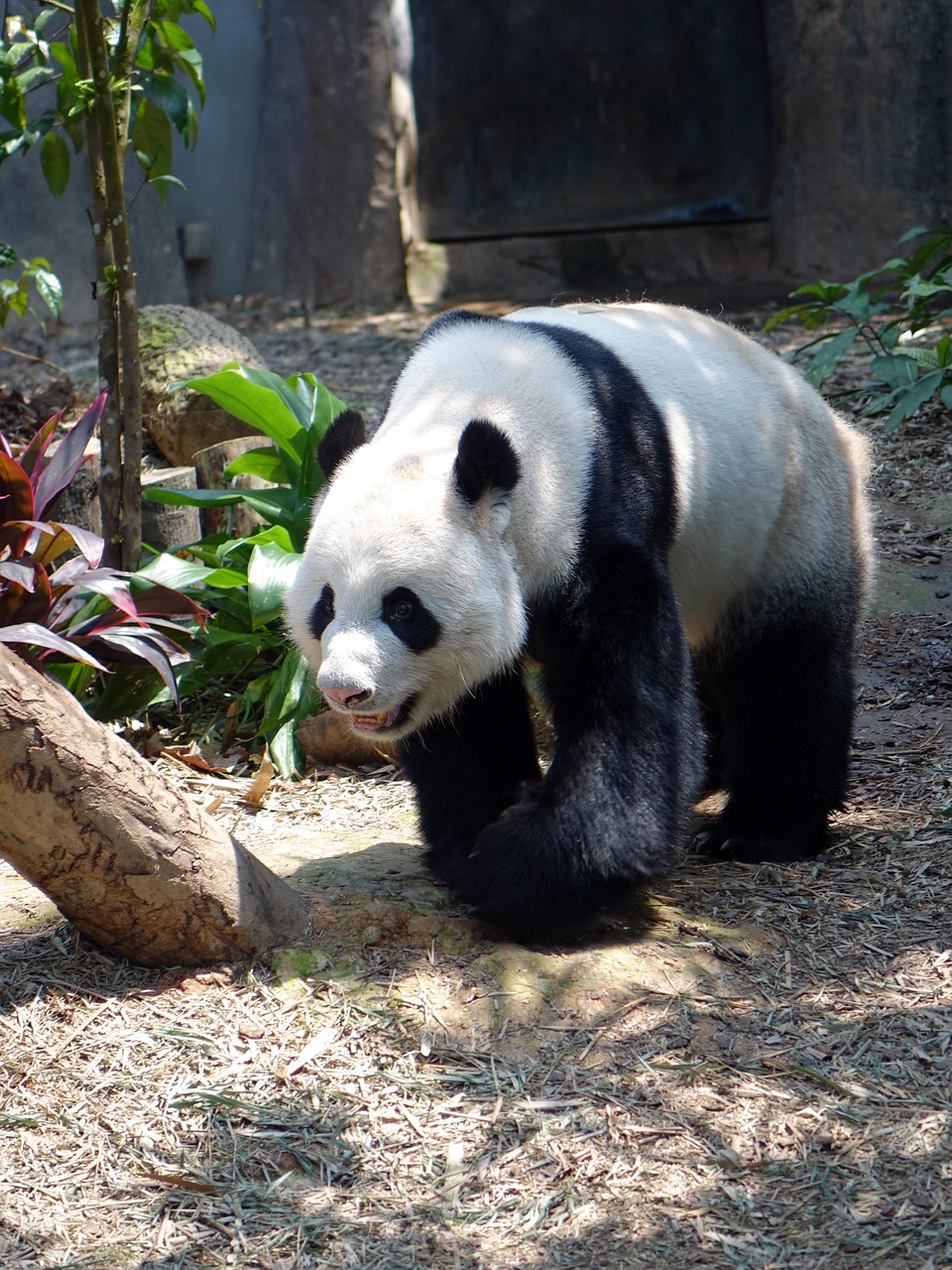 Panda Animal Endangered - Free photo on Pixabay