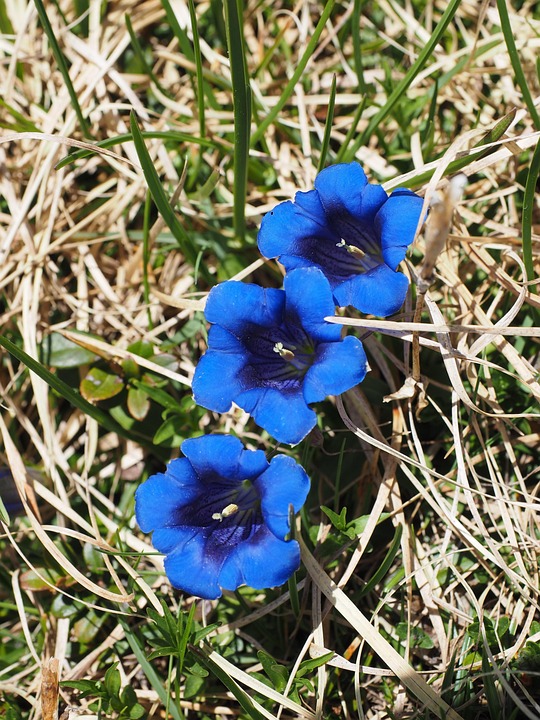 Genciana Clusius Flor - Foto gratis en Pixabay - Pixabay