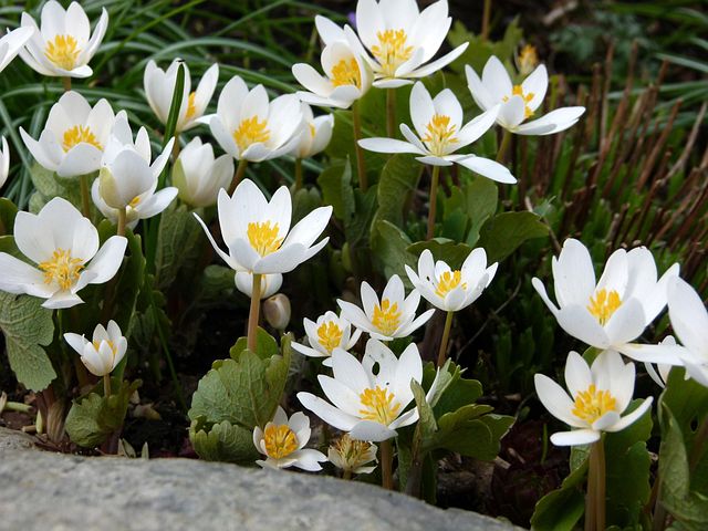 20+ Free Bloodroot & Spring Images