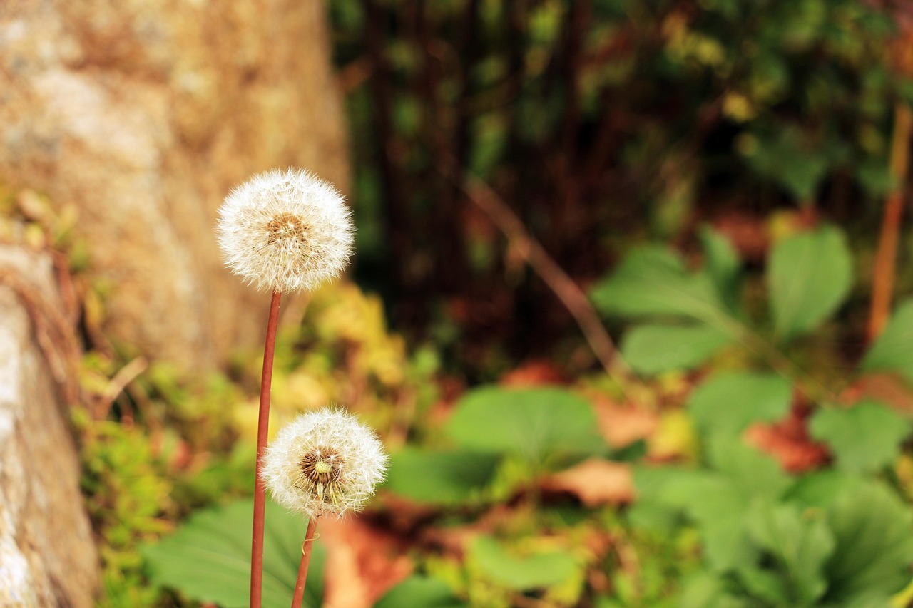 Dandelion Bunga - Foto gratis di Pixabay - Pixabay