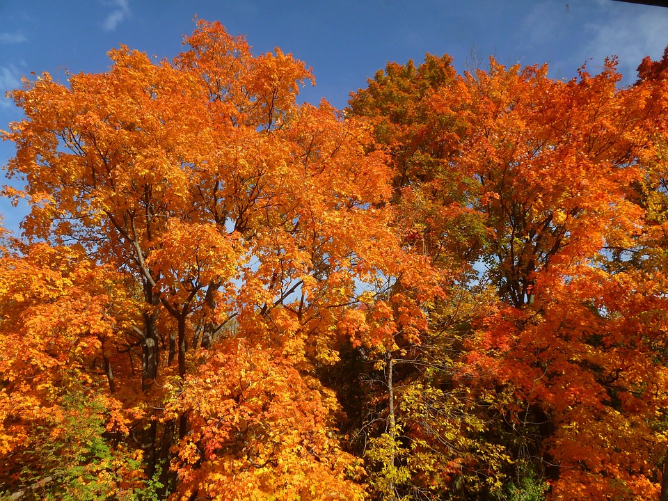 Fall Autumn Leaves - Free photo on Pixabay