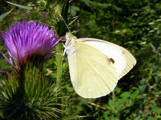 Brimstone Butterfly White - Free photo on Pixabay
