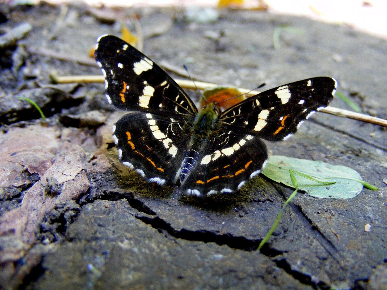 Butterfly Ground Earth - Free photo on Pixabay - Pixabay