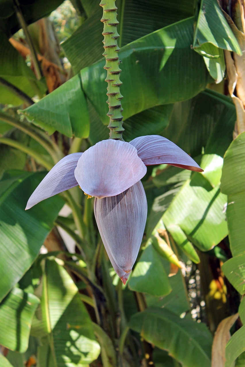 Bananes Bananier Jardin - Photo gratuite sur Pixabay