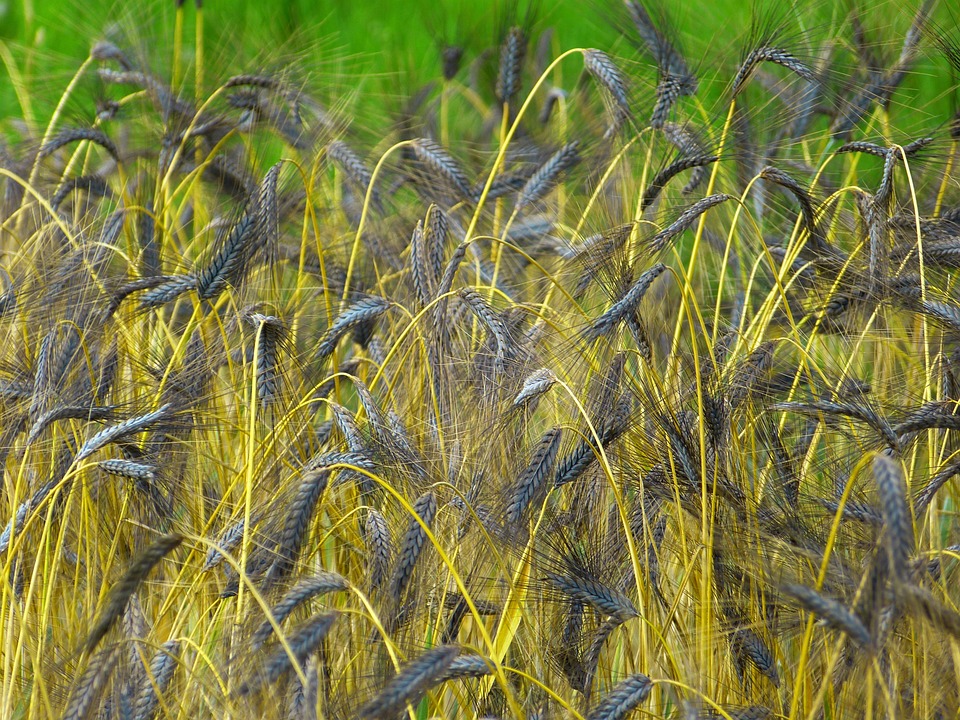 Originele Graan Emmer Korrel - Gratis foto op Pixabay
