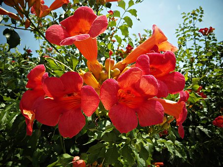 30+ Free Bignonia & Flower Images - Pixabay