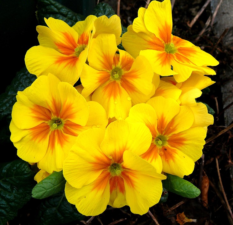 Primroses Spring Yellow - Free photo on Pixabay
