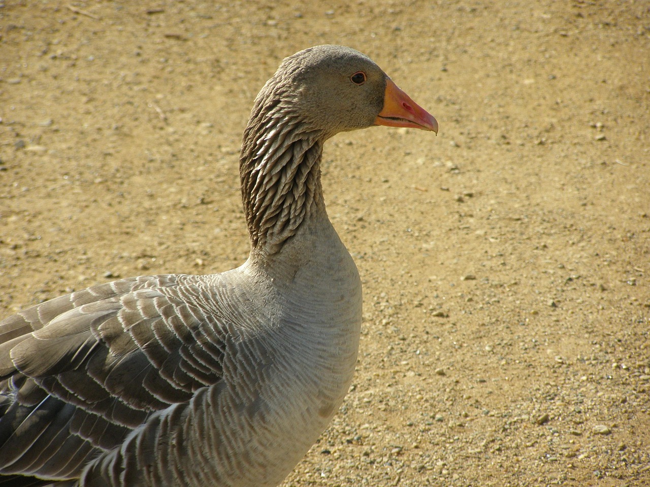 Goose Farm Bird - Free photo on Pixabay - Pixabay