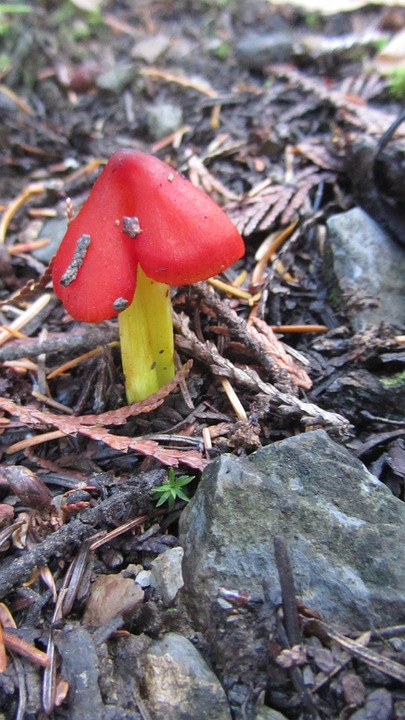 Conisch Jong Boompje Rood Zwart - Gratis foto op Pixabay