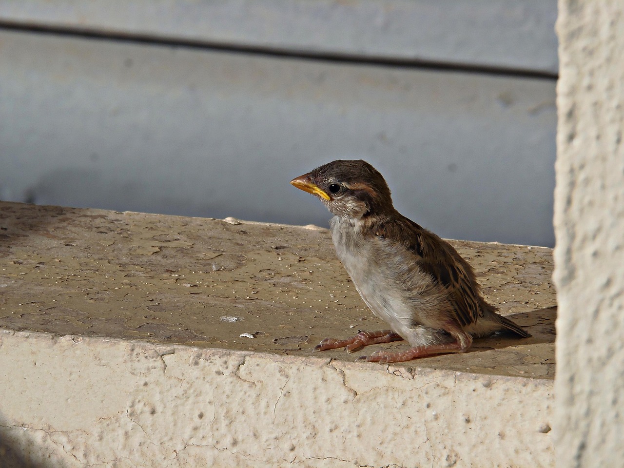 Sparrow Bird Little - Free photo on Pixabay - Pixabay