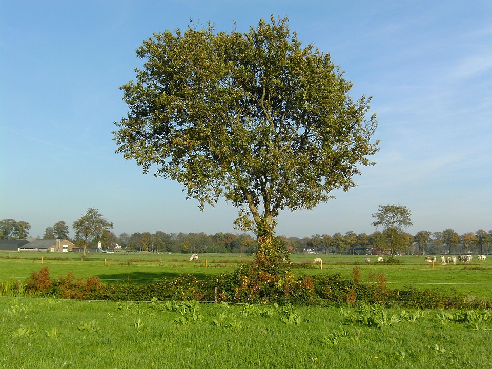 Tree Pasture - Free photo on Pixabay - Pixabay