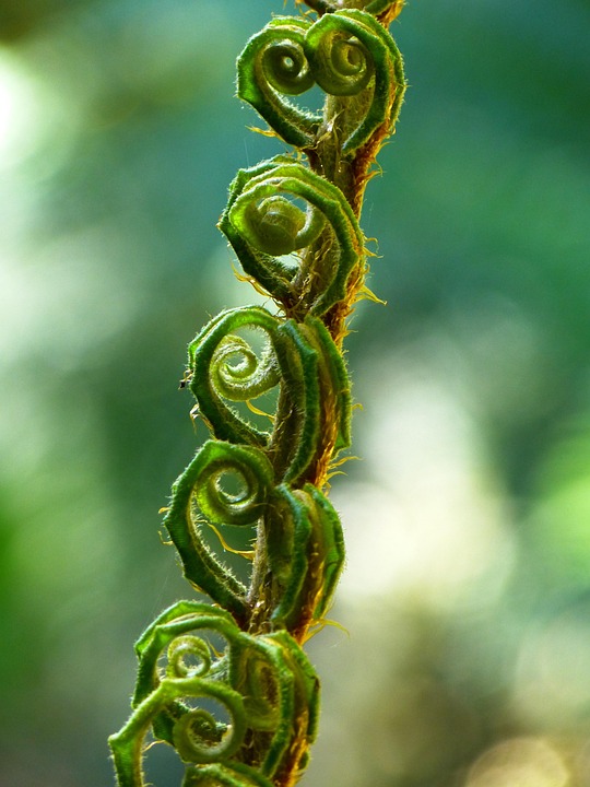 Fern Fronds Roll Out - Free photo on Pixabay - Pixabay