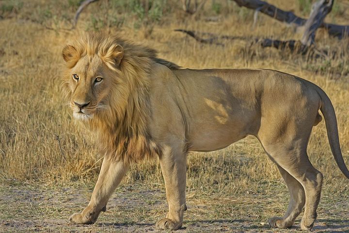 5,000+ Free Lion & Animal Photos