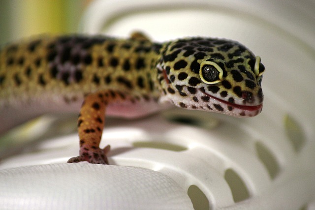 Gecko Lagarto Leoperdgecko - Foto gratis en Pixabay