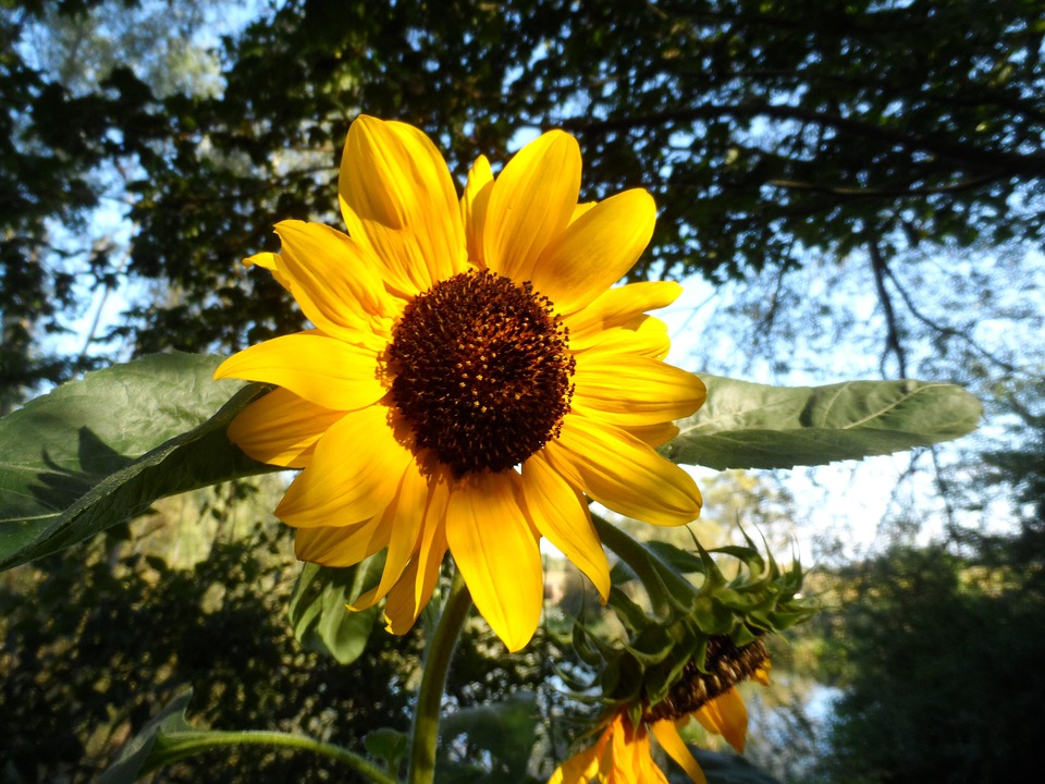 Girasol Amarillo Flor De Finales - Foto gratis en Pixabay - Pixabay
