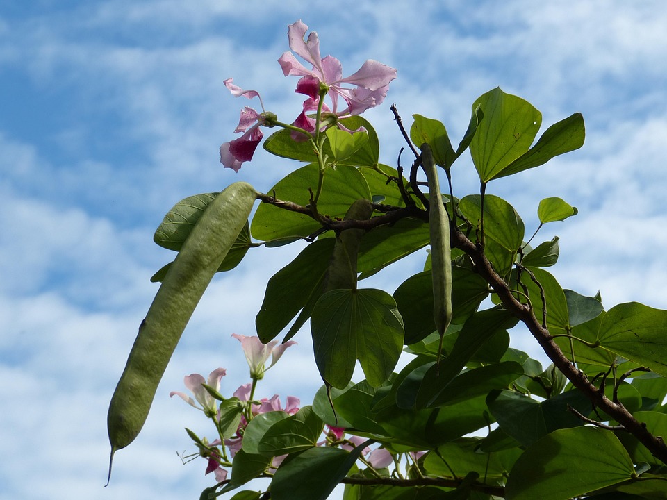 Plant Vegetation Tropical - Free photo on Pixabay - Pixabay