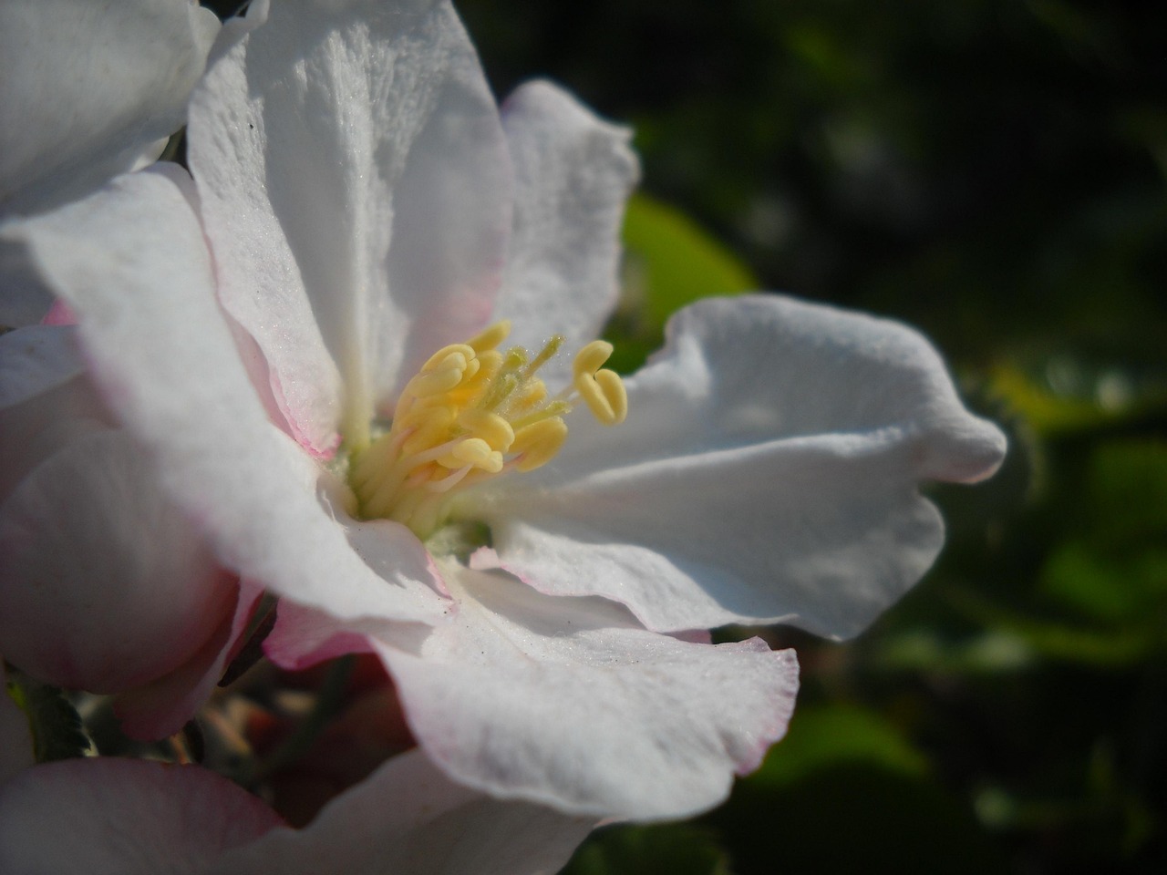 Flor De Manzana Cerrar Primavera - Foto gratis en Pixabay - Pixabay