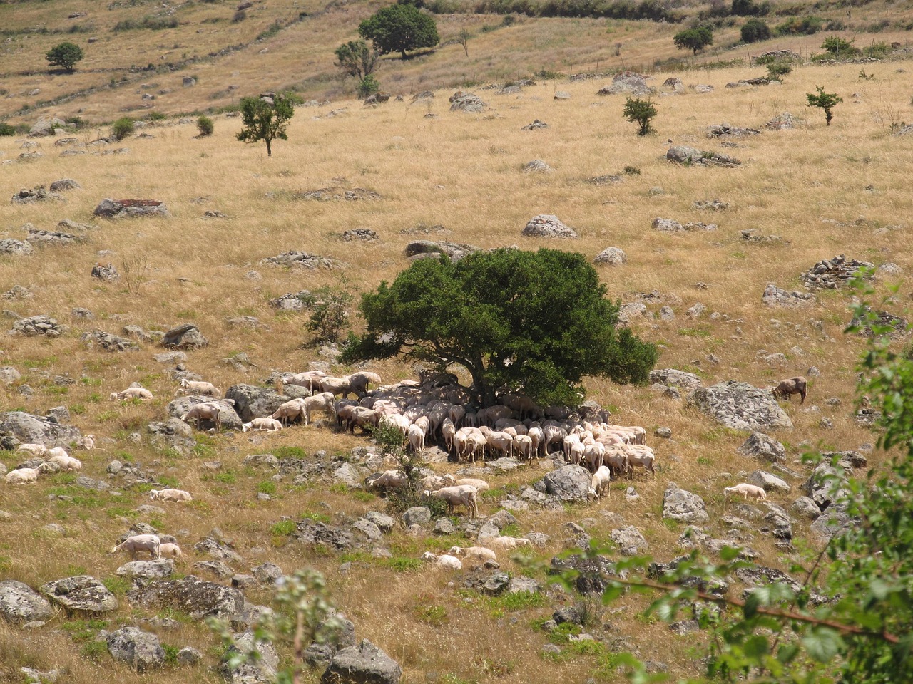 Flock Of Sheep Sardinia - Free photo on Pixabay