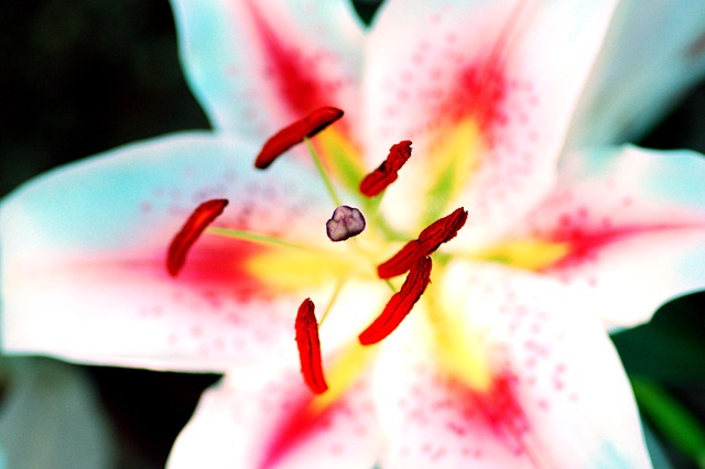 Pollen Blume Makro - Kostenloses Foto auf Pixabay - Pixabay