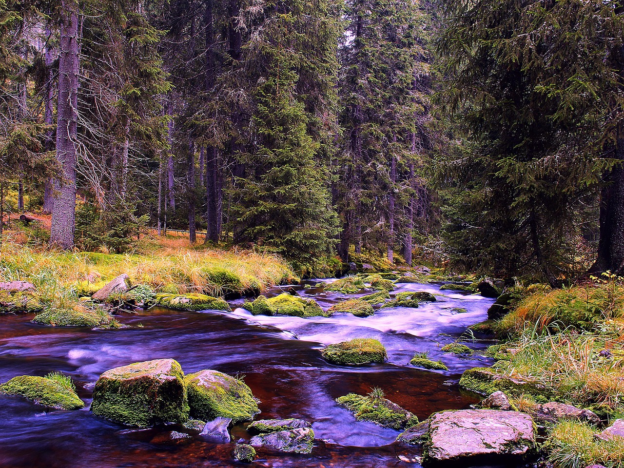 Rio Natureza Arvores - Foto gratuita no Pixabay - Pixabay