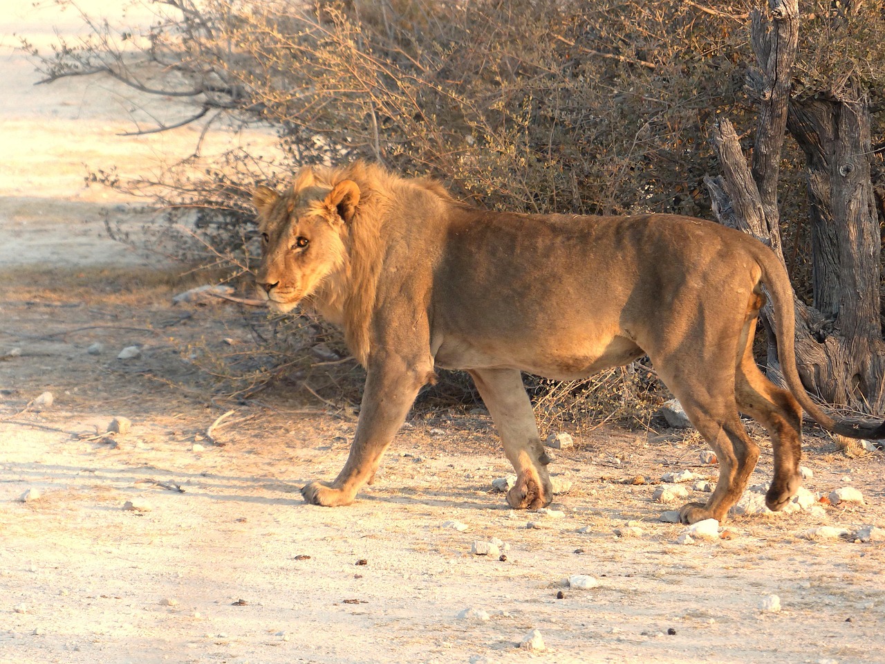 León Safari Parque Nacional De - Foto gratis en Pixabay - Pixabay