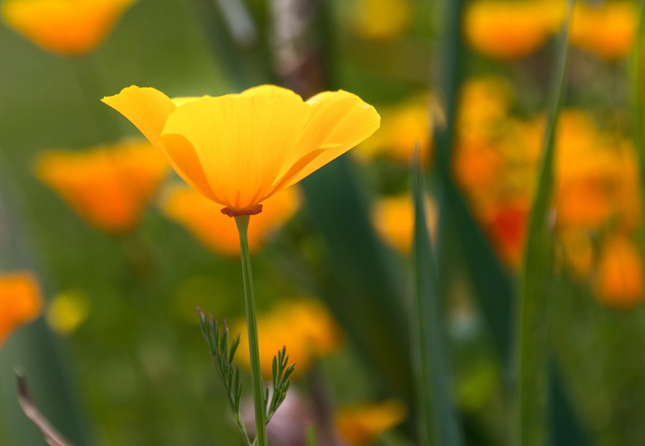 Islandmohn Mohn Blume - Kostenloses Foto auf Pixabay - Pixabay