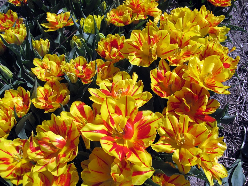 Tulipanes Flora Amarillo Flores De - Foto gratis en Pixabay - Pixabay
