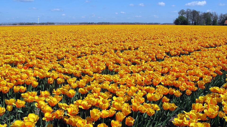 Tulpen Holland Tulpenfeld - Kostenloses Foto auf Pixabay