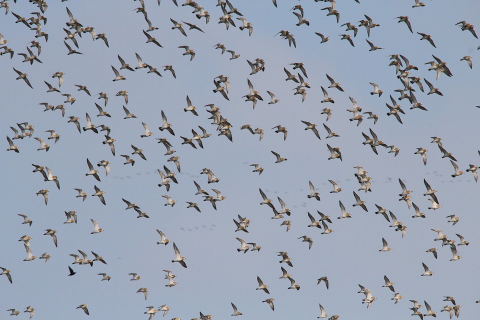 Flock Of Birds Geese Migratory - Free photo on Pixabay - Pixabay