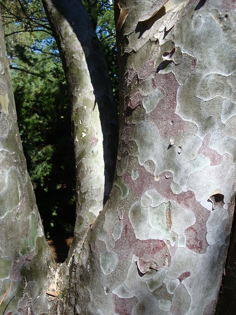 Platane Tree Bark - Free photo on Pixabay - Pixabay