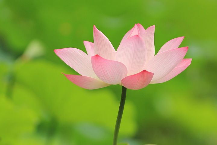 2,000+ Free Lotus Flower & Lotus Photos - Pixabay