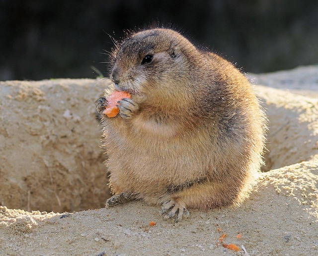 Prairie Dogs Rodent Ground - Free photo on Pixabay - Pixabay