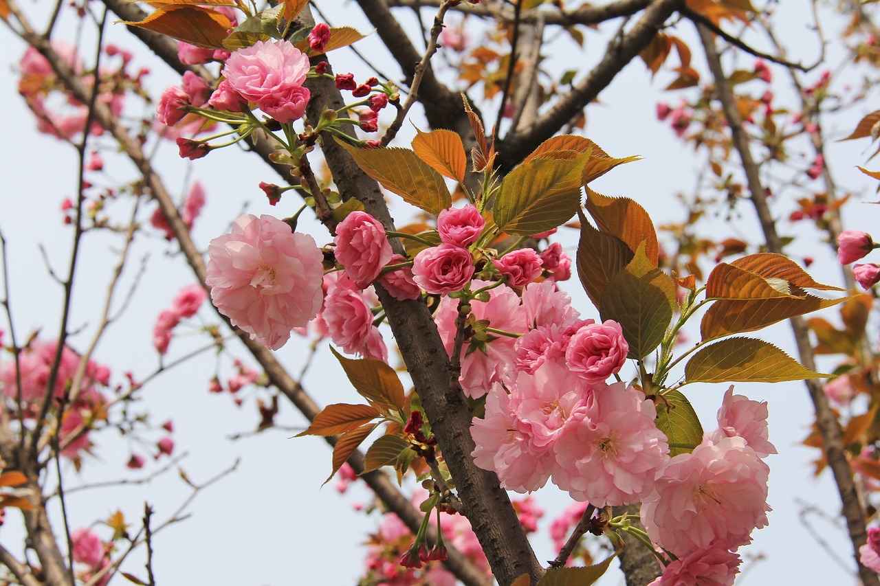 200+ Free Chengdu & China Images - Pixabay