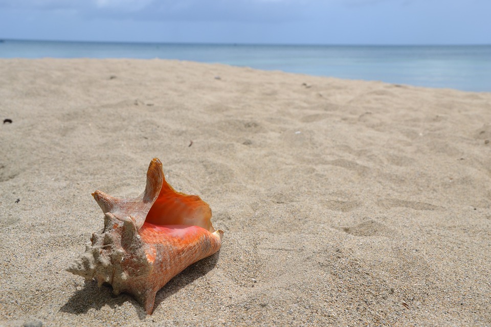 Shell Sand Beach - Free photo on Pixabay