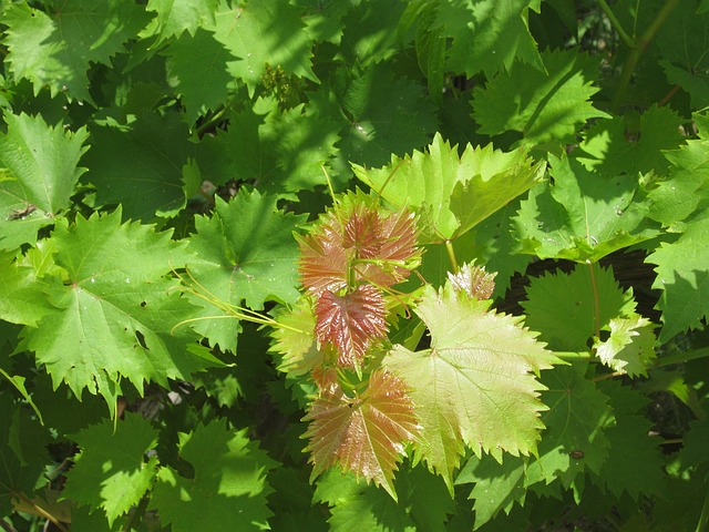 Vine Green Nature - Free photo on Pixabay - Pixabay