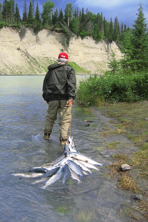 Alaska Fishing Salmon - Free photo on Pixabay